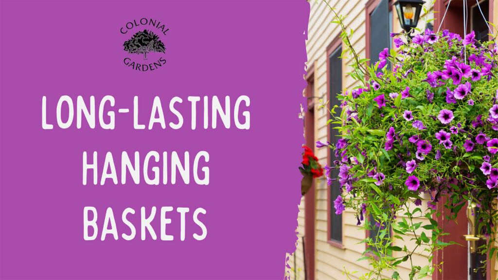Long-Lasting Hanging Baskets - Colonial Gardens
