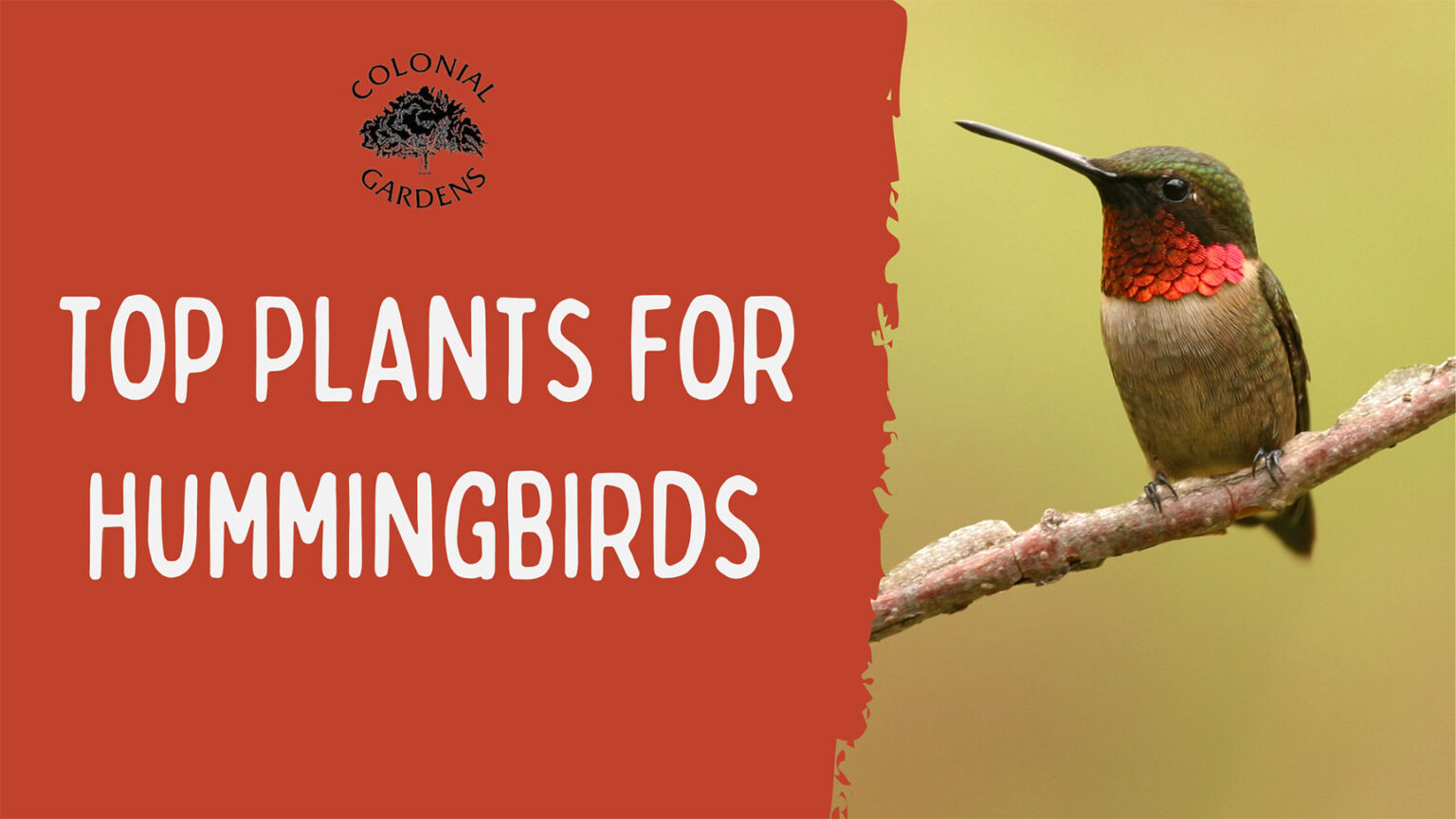 Top Plants for Hummingbirds - Colonial Gardens