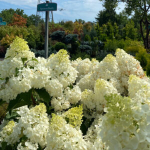 Welcome to Colonial Gardens - Colonial Gardens
