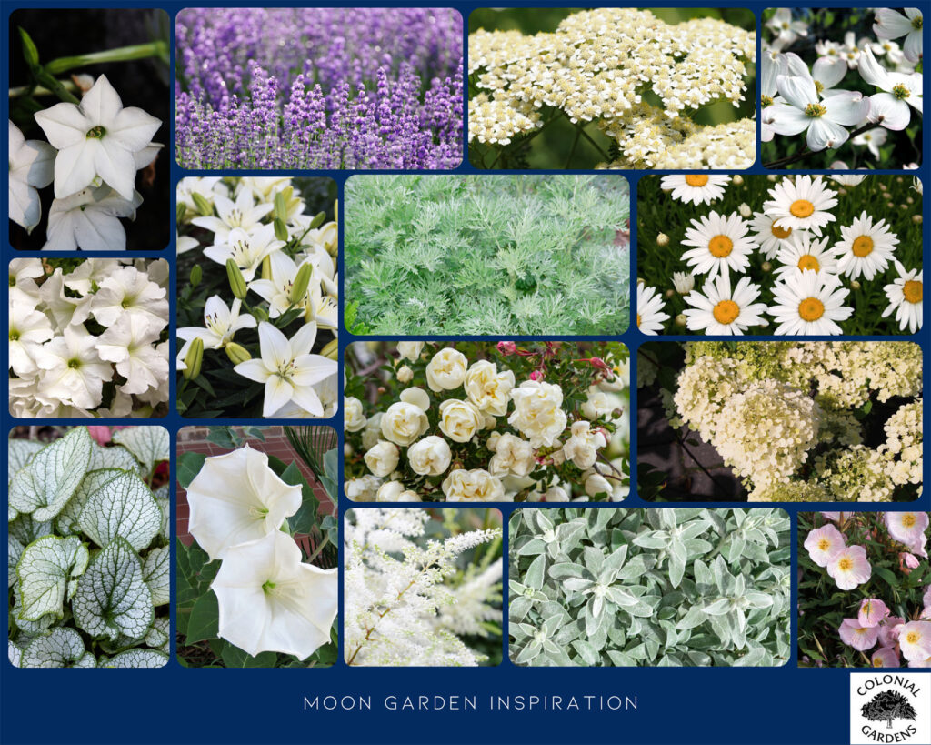 Creating a Moon Garden - Colonial Gardens