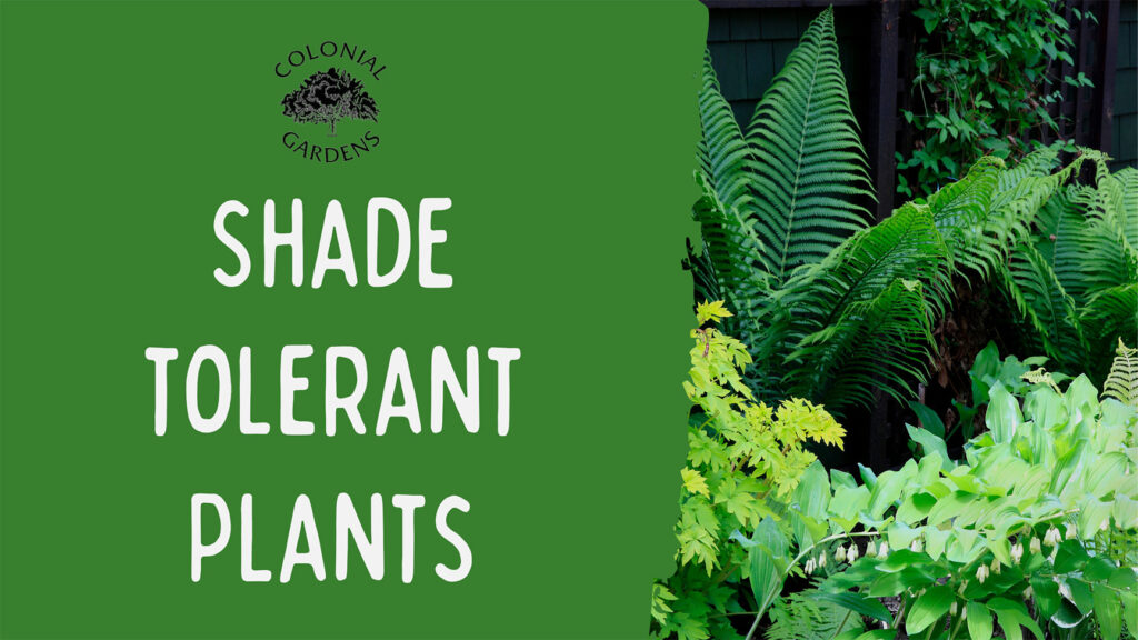 Shade Tolerant Plants - Colonial Gardens