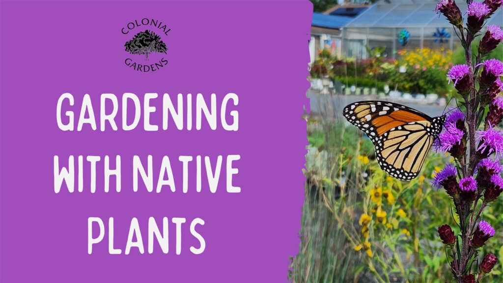 Gardening with Native Plants - Colonial Gardens